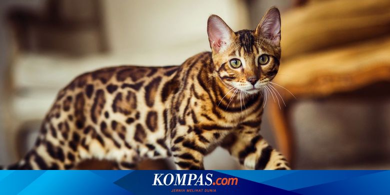 kucing bengal
