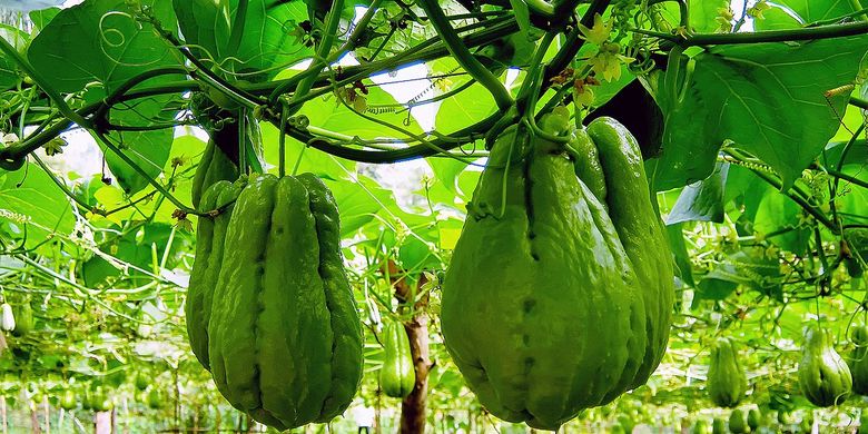 5 Tahapan Budidaya Labu Siam yang Benar agar Berbuah Banyak