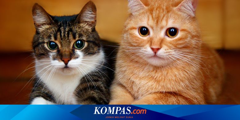 Khawatir karena Perut Kucing Berbunyi Terus? Simak Penjelasannya..