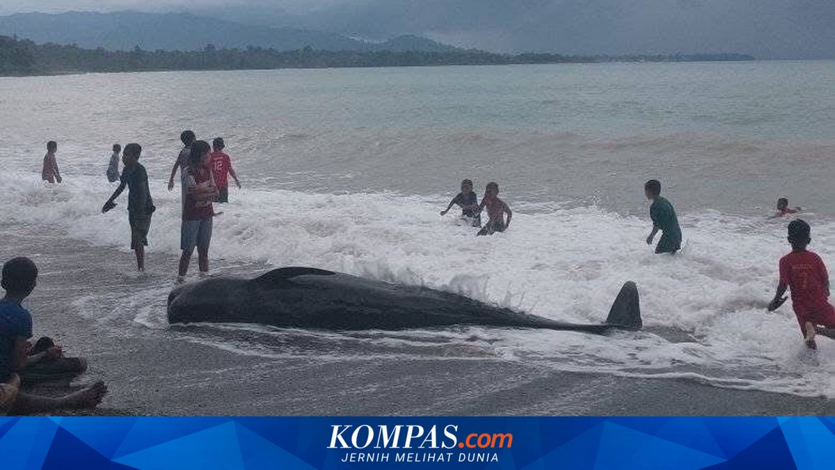 Anak Paus 4 Meter Terdampar di Pantai Atiahu Maluku, Tubuh Terluka