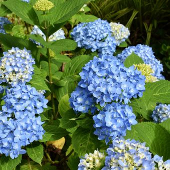 8 Fakta Menarik Bunga Hydrangea yang Cantik dan Dapat Berubah Warna