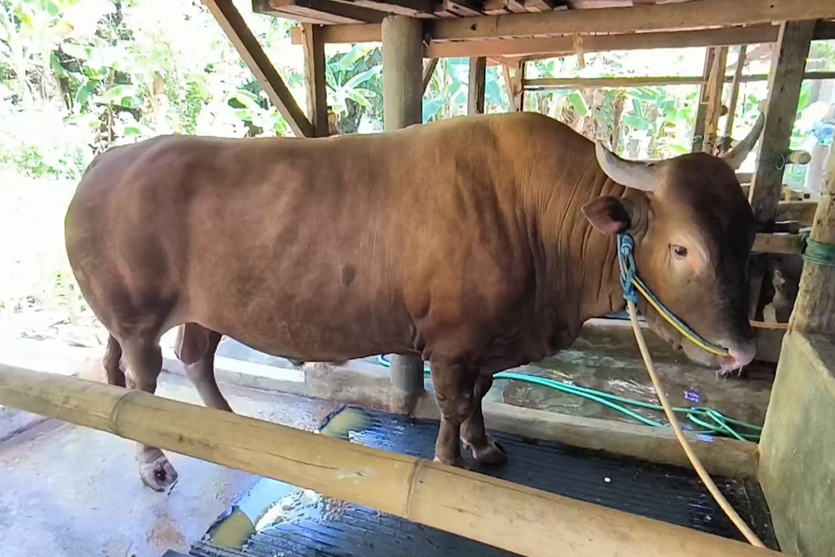 Kliwon, Sapi Kurban Presiden Prabowo dari Polewali Mandar, Dirawat ...