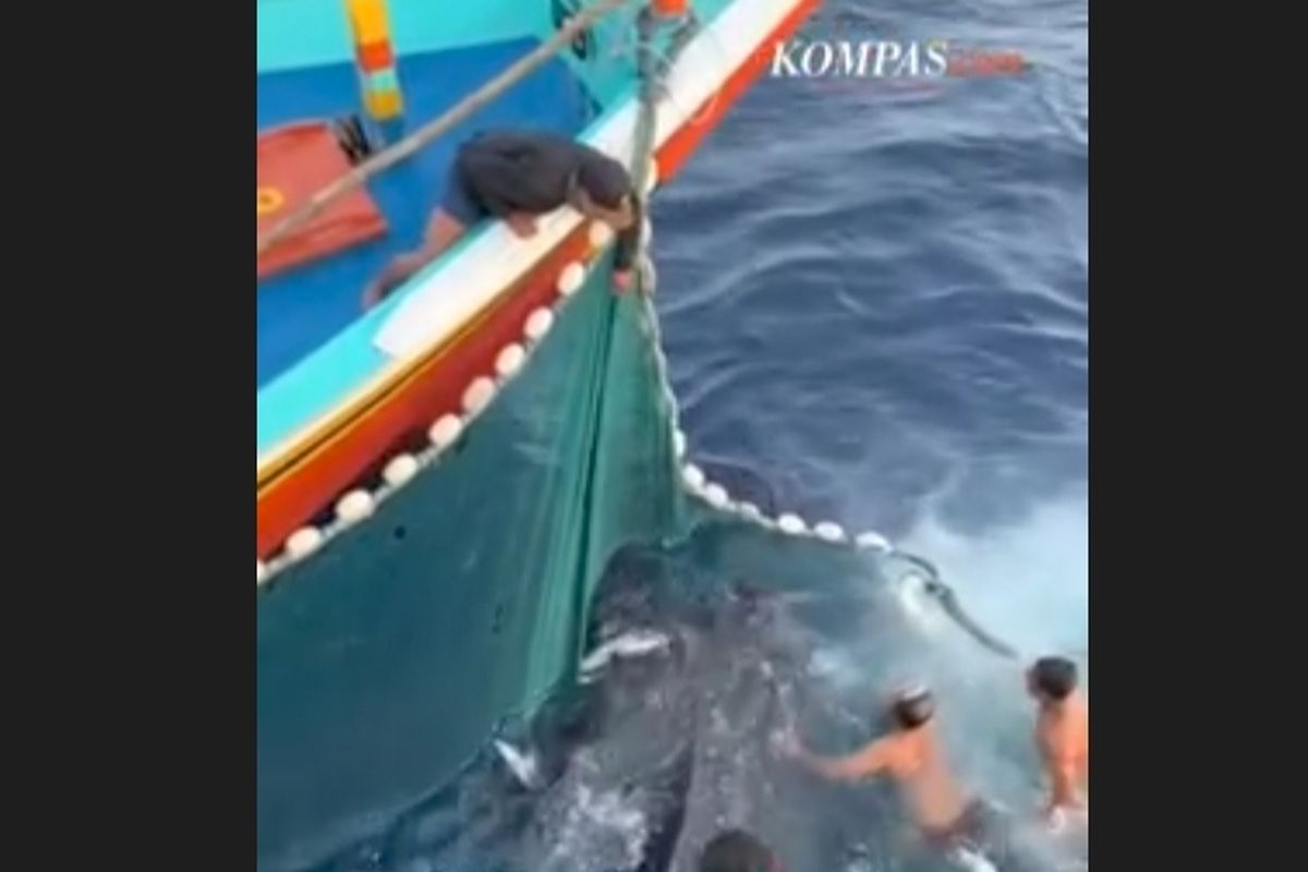 Nelayan Agus Lepaskan Hiu Paus yang Terjaring di Jalanya Meski Tahu ...