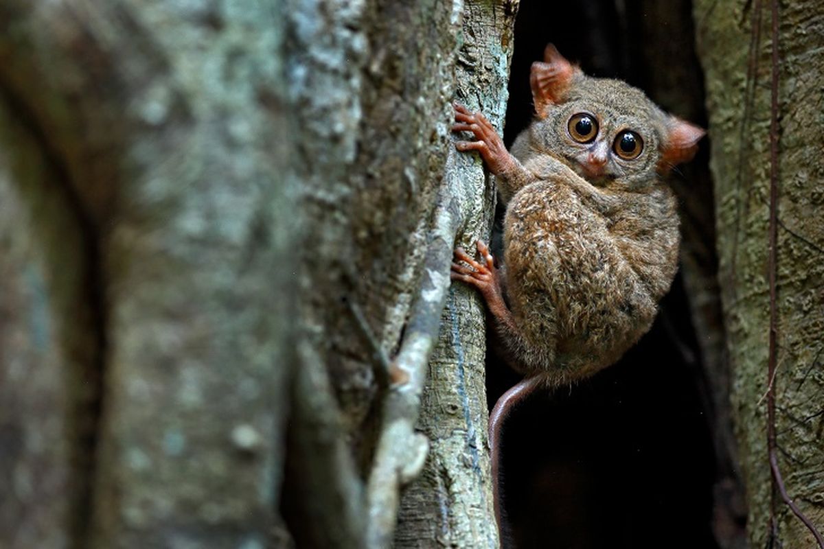 Tarsius, Primata Bermata Besar Pemburu Malam