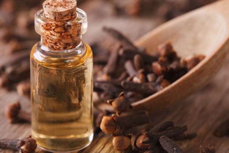 Mengenal Cengkeh, Rempah Asli Indonesia: Sejarah, Manfaat, dan Pohon ...