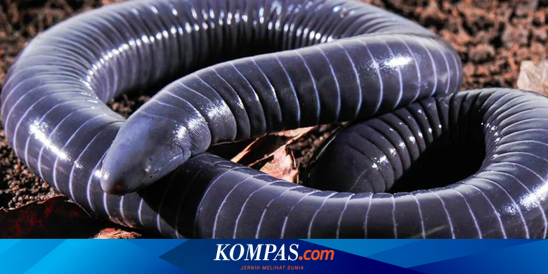Ilmuwan Temukan Amfibi Pertama yang Memiliki Bisa seperti Ular
