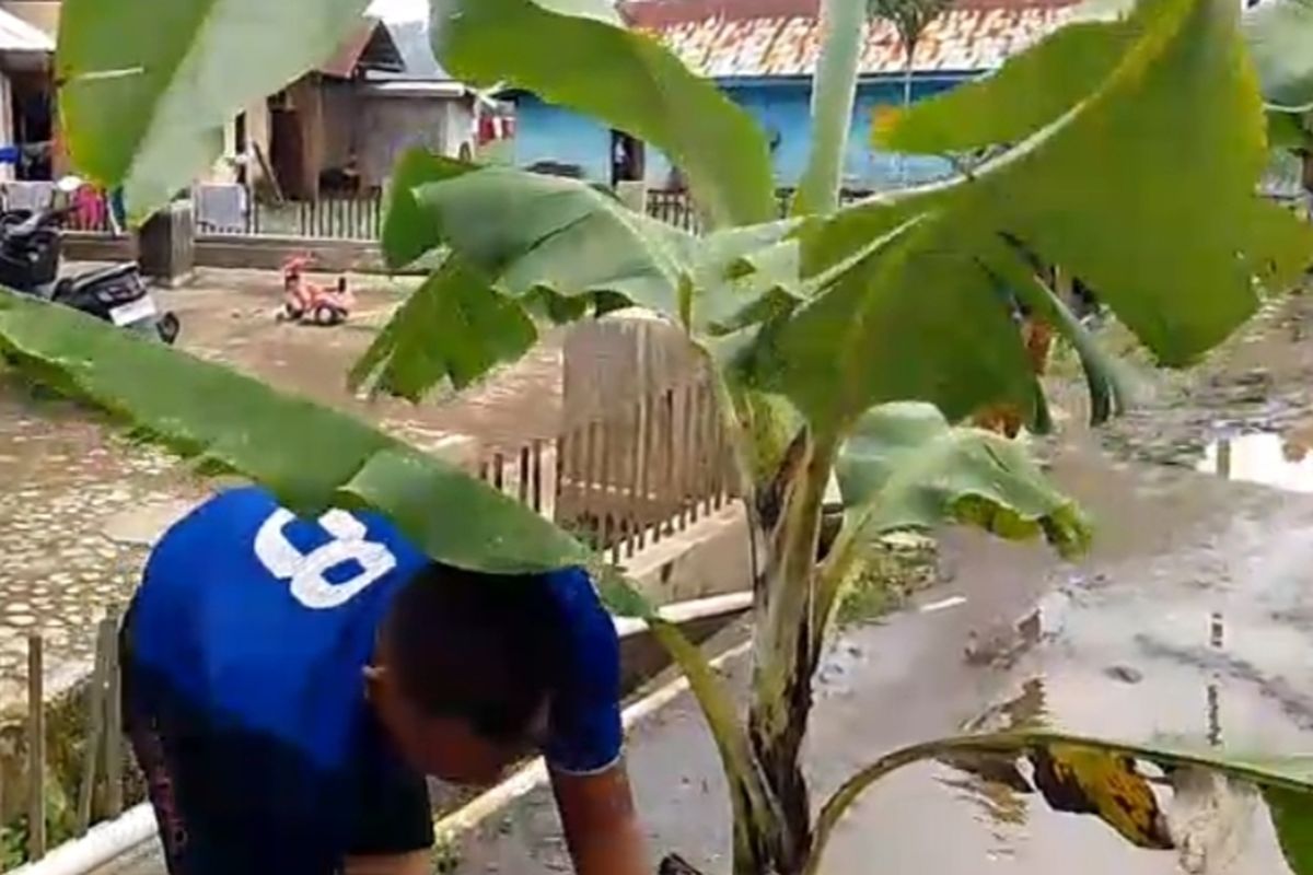 Kesal Jalan Rusak Tak Kunjung Diperbaiki Pemda, Warga Dawuhan Brebes Tanam Pohon Pisang