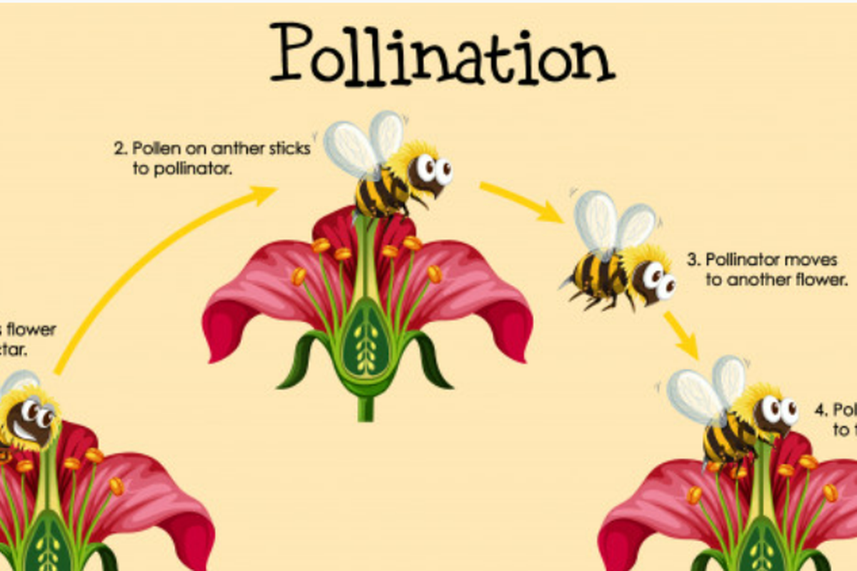 Macam-Macam Penyerbukan Berdasarkan Perantaranya
