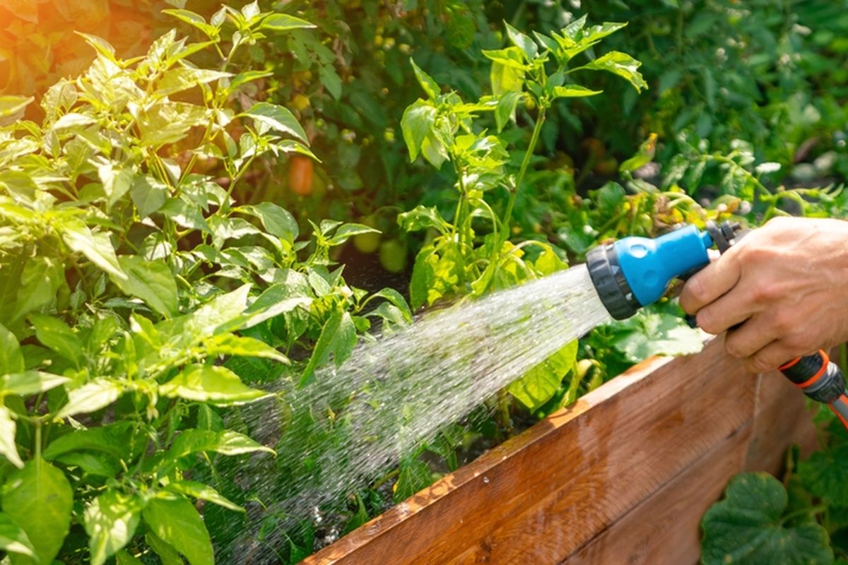 Seberapa Sering Harus Menyiram Tanaman Sayuran? Ini Penjelasannya