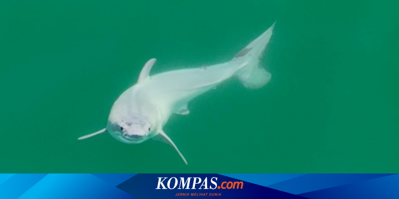 Penampakan Pertama di Dunia Bayi Hiu Putih yang Baru Lahir
