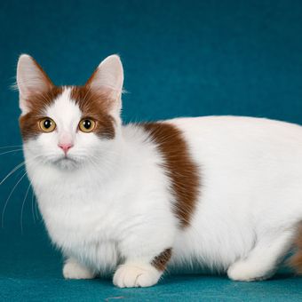 8 Ras Kucing Kecil yang Lucu dan Penyayang