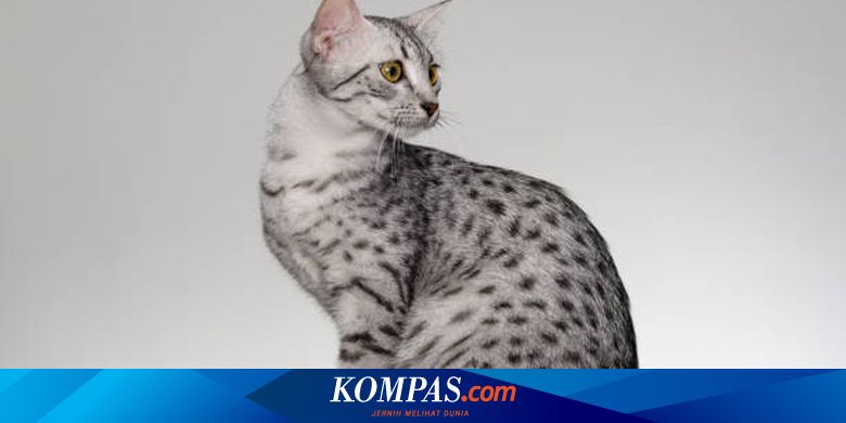 5 Ras Kucing Tertua di Dunia, Ada yang Eksis sejak 3.000 Tahun Lalu