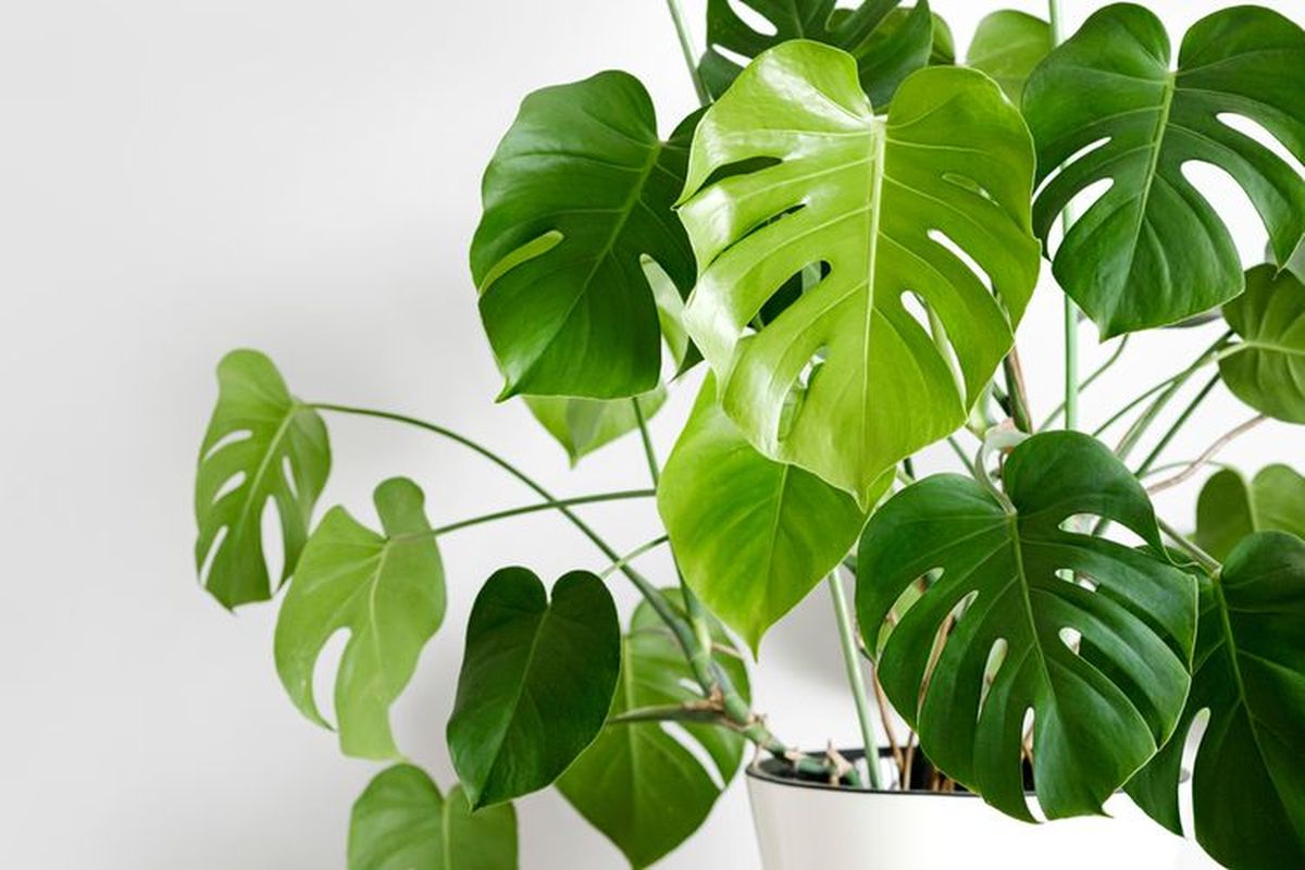 3 Cara Memperbanyak Tanaman Monstera di Rumah