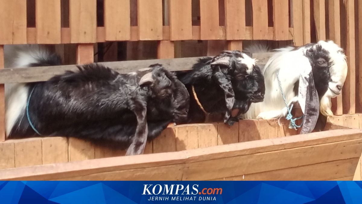 Cerita Ibu di Sukabumi Jadikan Dana PIP Tabungan lewat Ternak Kambing ...