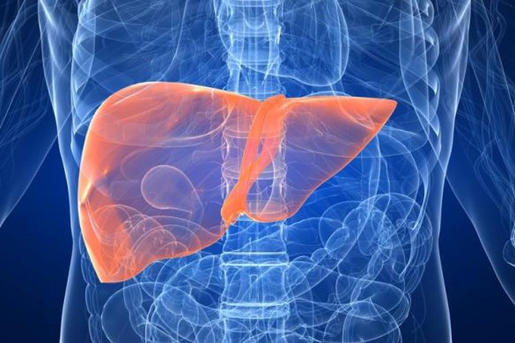 Foto : 10 Kebiasaan Sehari-hari yang Bisa Merusak Liver Tanpa Disadari ... Foto : 10 Kebiasaan Sehari-hari yang Bisa Merusak Liver Tanpa Disadari ...
