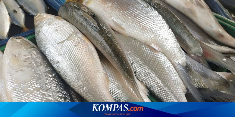 Jenis Ikan Air Payau yang Bisa Dikonsumsi
