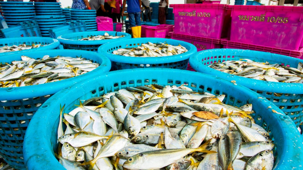 Pakar Kelautan Definisikan Ulang Konsep Penangkapan Ikan Berkelanjutan