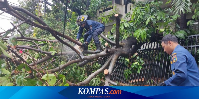 Lihat Pohon Rimbun dan Rawan Tumbang di Jakut? Segera Lapor Pemkot atau ...