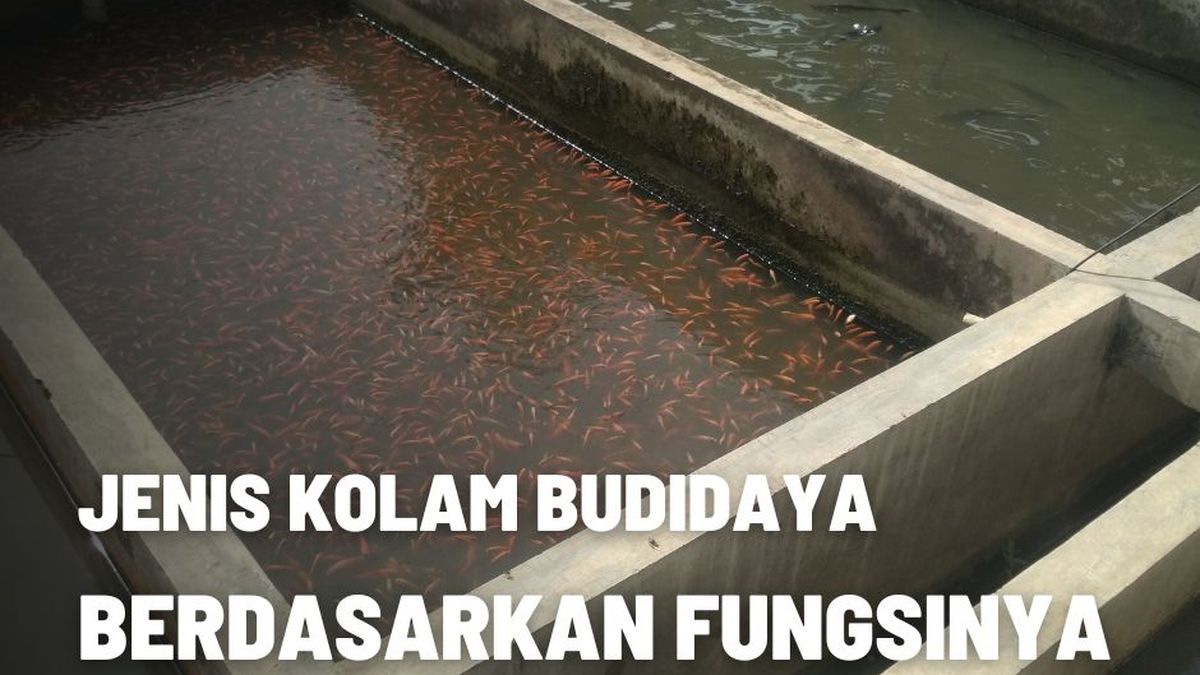10 Jenis Kolam Budidaya Ikan Berdasarkan Fungsinya