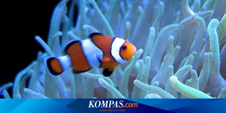 Fakta Tentang Ikan Nemo Yang Orang Tak Tahu - XavierecCurry