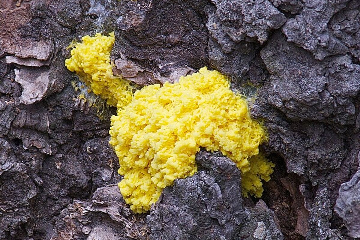 Apa yang Dimaksud dengan Jamur Lendir?