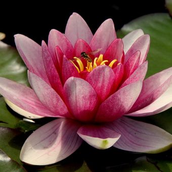 Asal Usul dan Arti Bunga Teratai, Dianggap Suci di Beberapa Budaya