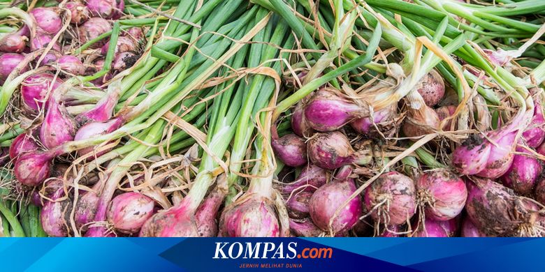 5 Hama Tanaman Bawang Merah dan Cara Mengendalikannya
