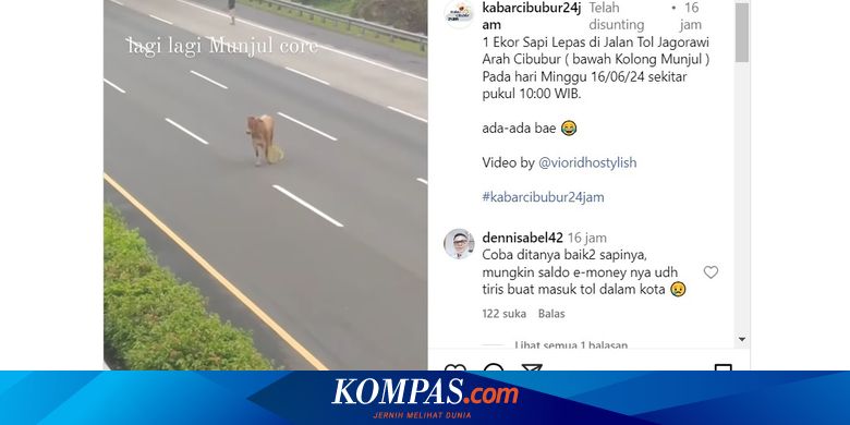 Video Sapi Lepas di Tol Jagorawi, Begini Cara Aman Bawa Hewan Kurban