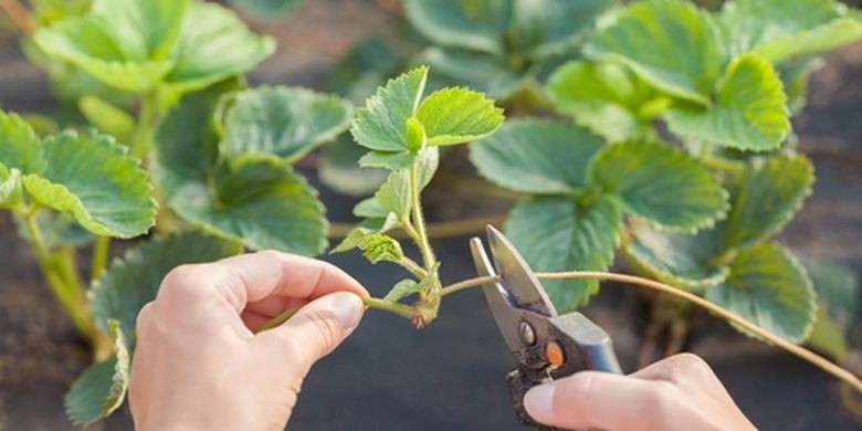 Cara Merunduk Tanaman agar Menghasilkan Bibit Berkualitas