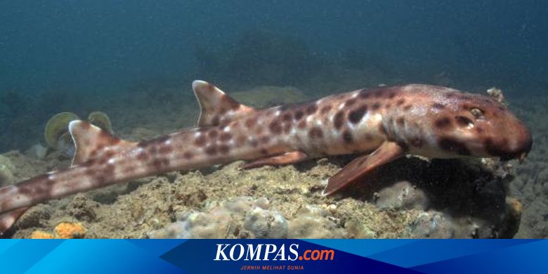 Berita Harian Hiu Bambu Terbaru Hari Ini - Kompas.com