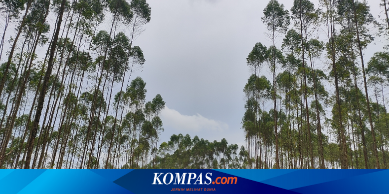 Pembangunan IKN Bakal Hadapi Sejumlah Risiko Lingkungan