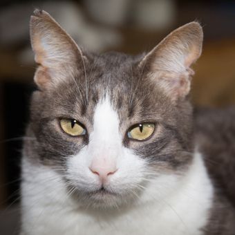 8 Ras Kucing Abu-abu Putih, Penampilannya Lucu dan Menggemaskan