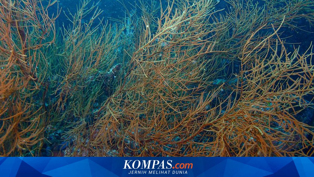 Sering Disulap Jadi Gelang, Benarkah Hewan Akar Bahar Dilindungi?