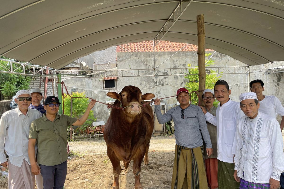 Sapi Kurban Presiden 'Lembayung' Menangis Saat Ditinggal Peternak