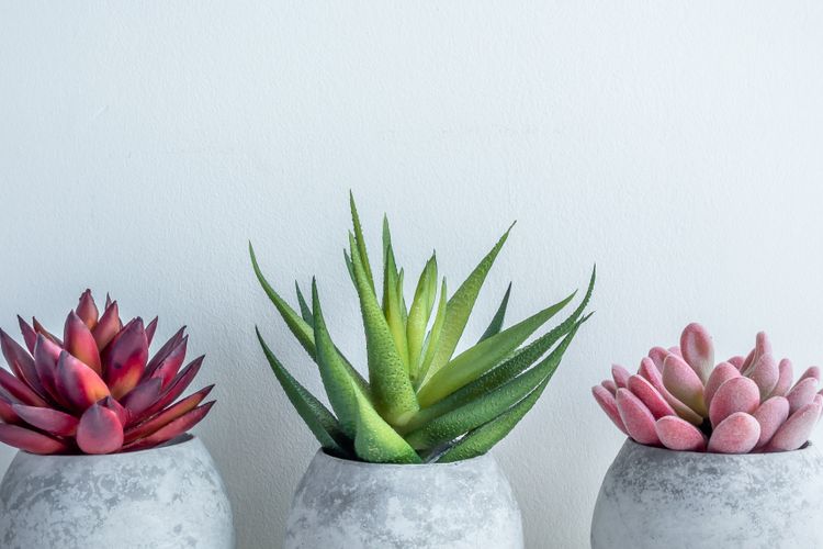 5 Cara Memilih Pot untuk Tanaman Sukulen
