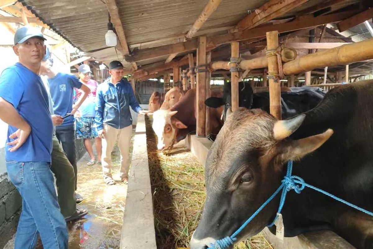 Tiga Pekan Jelang Idul Adha 2026, Penjualan Sapi Kurban di Sumedang ...