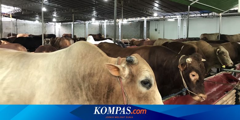 Ciri Khas Sapi Limosin yang Beratnya Bisa Capai Lebih dari 1 Ton