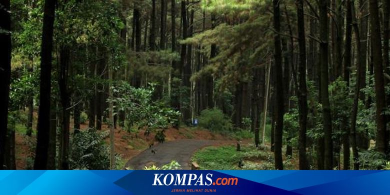 5 Wisata Hutan Pinus di Indonesia