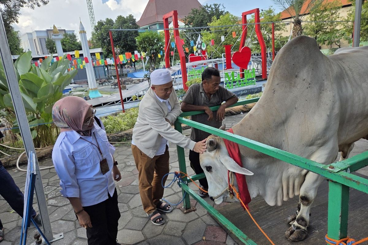 "Idul Adha Core 2025", Tren Berisi Tingkah Lucu Sapi dan Momen Shalat ...