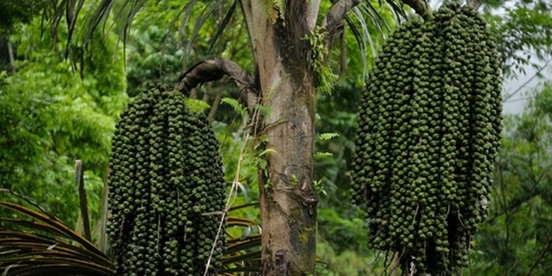 5 Tahapan Budidaya Aren yang Benar agar Pertumbuhannya Maksimal