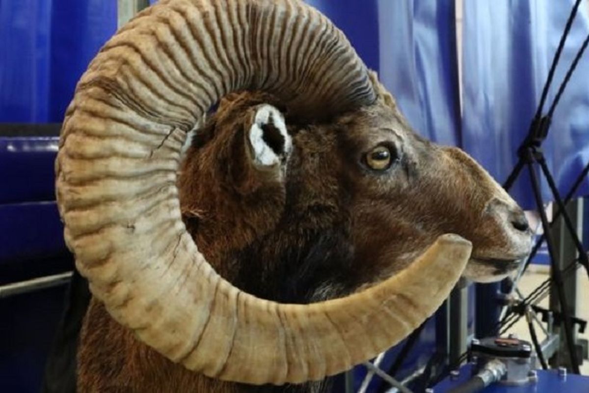 Donald Trump Junior 'Habiskan Duit Rakyat Rp 1 Miliar' Saat Berburu Domba