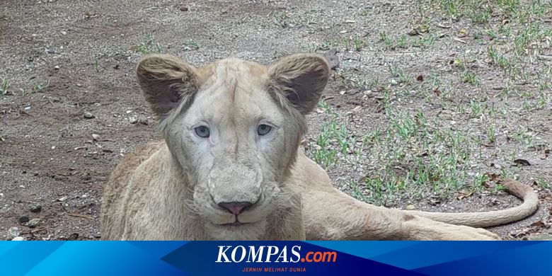 Video Viral Singa Putih Terlihat Lemas dan Jatuh, Faunaland Ancol: Itu Cacat dari Lahir