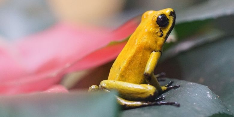 10 Fakta Unik tentang Katak