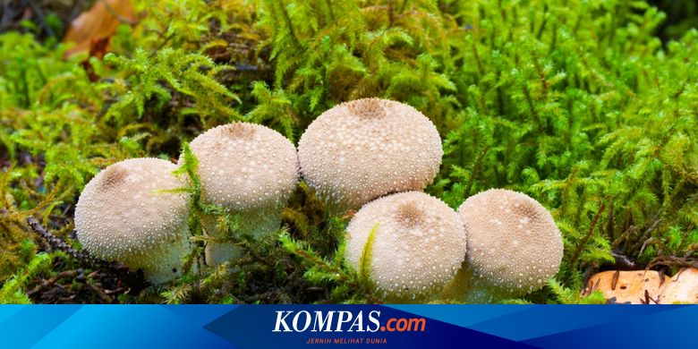 Penyebab Jamur Tumbuh di Kebun dan Cara Mengatasinya