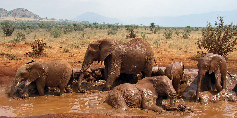 5 Alasan Kenapa Gajah Mandi Lumpur, Termasuk Melindungi Tubuh