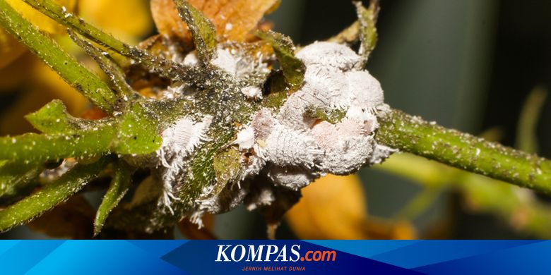 7 Cara Membasmi Kutu Putih, Pakai Alkohol hingga Sabun Cuci Piring