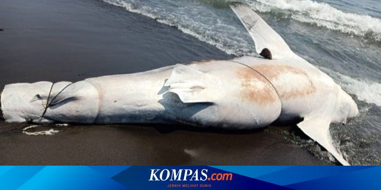 Hiu Paus Mati Mengenaskan Tanpa Ekor, Terdampar di Pantai Wisata Kulon ...