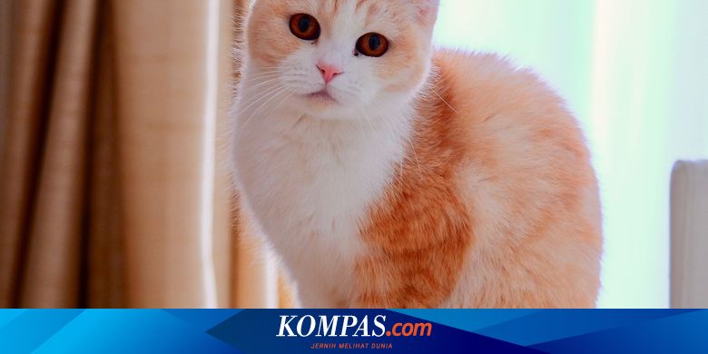 6 Fakta Menarik Kucing Scottish Fold yang Lucu dan Menggemaskan