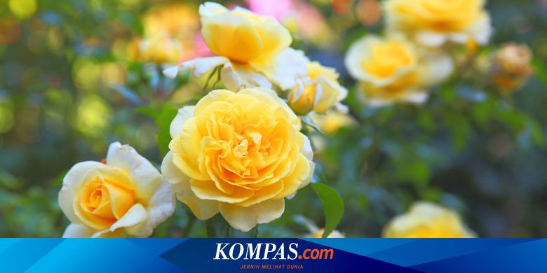 Panduan Pupuk untuk Bunga Mawar agar Subur dan Rajin Berbunga