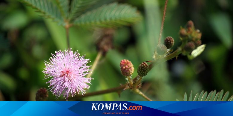 7 Manfaat Tanaman Putri Malu yang Jarang Diketahui, Apa Saja?